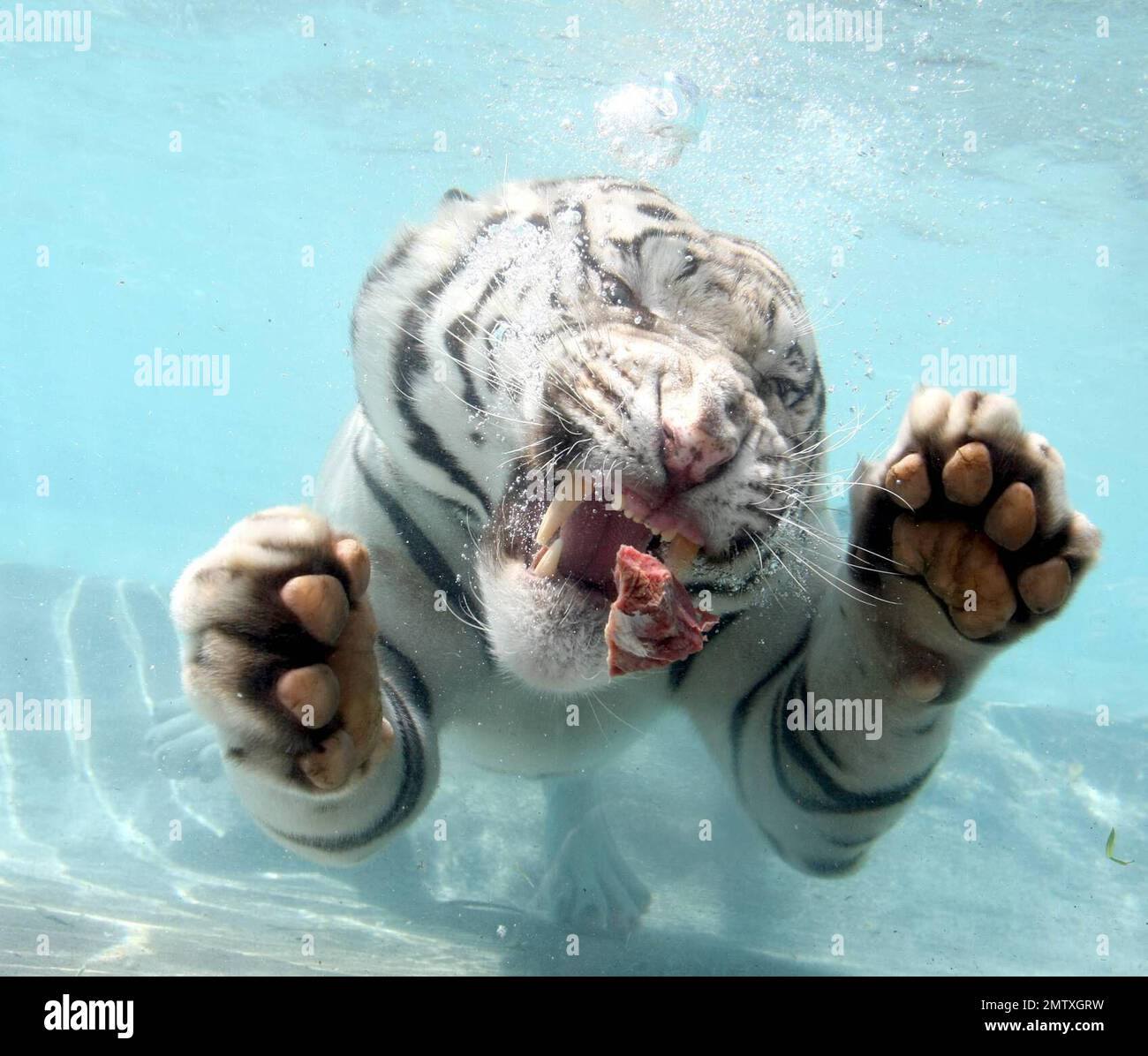 Exclusive!! Most cats avoid bathtime but not these fearsome felines ...