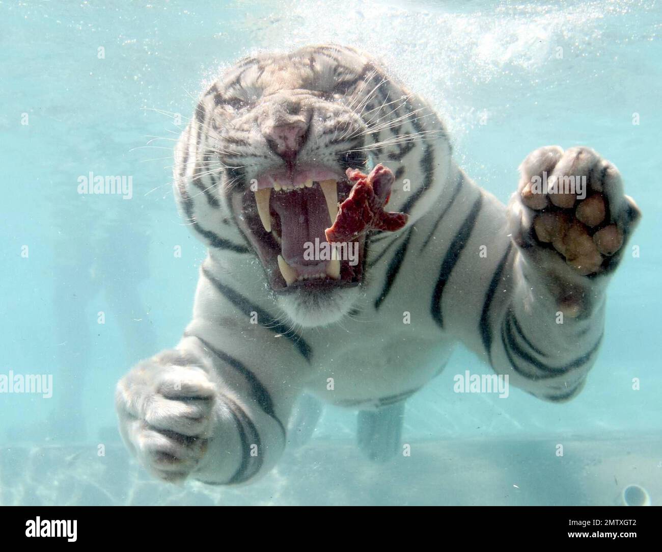 White Tiger Underwater