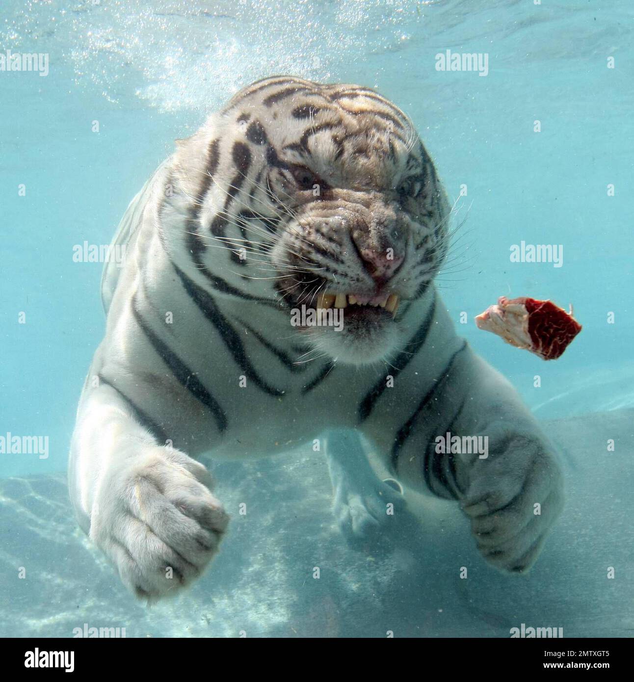 Exclusive!! Most cats avoid bathtime but not these fearsome felines ...