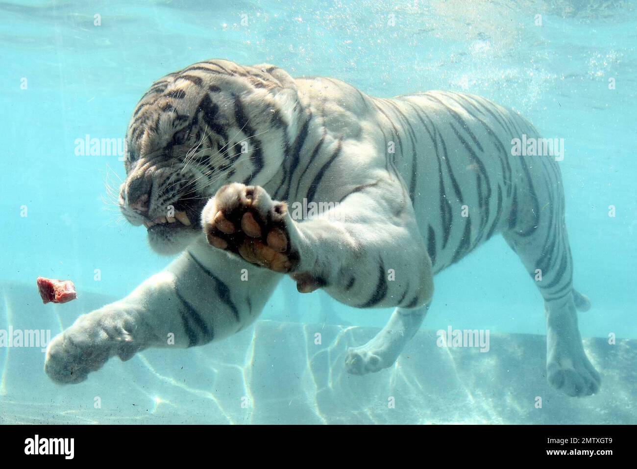 Exclusive!! Most cats avoid bathtime but not these fearsome felines ...