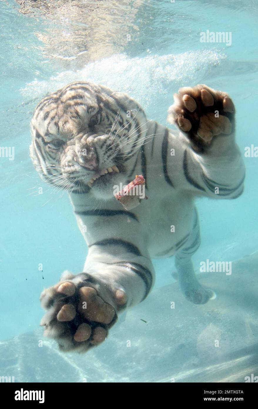 Exclusive!! Most cats avoid bathtime but not these fearsome felines ...