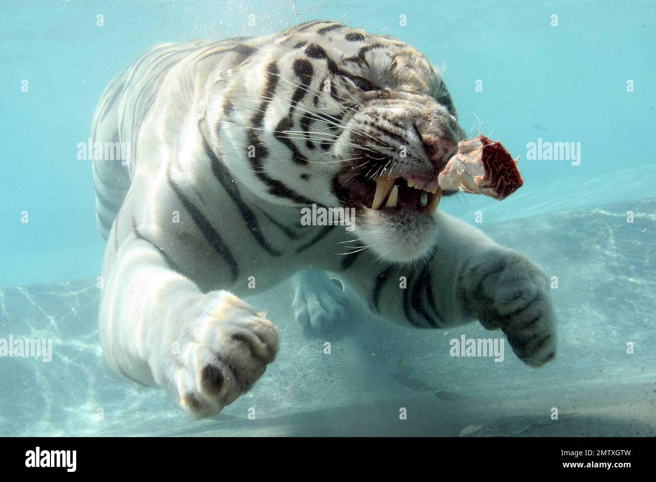 Exclusive!! Most cats avoid bathtime but not these fearsome felines ...