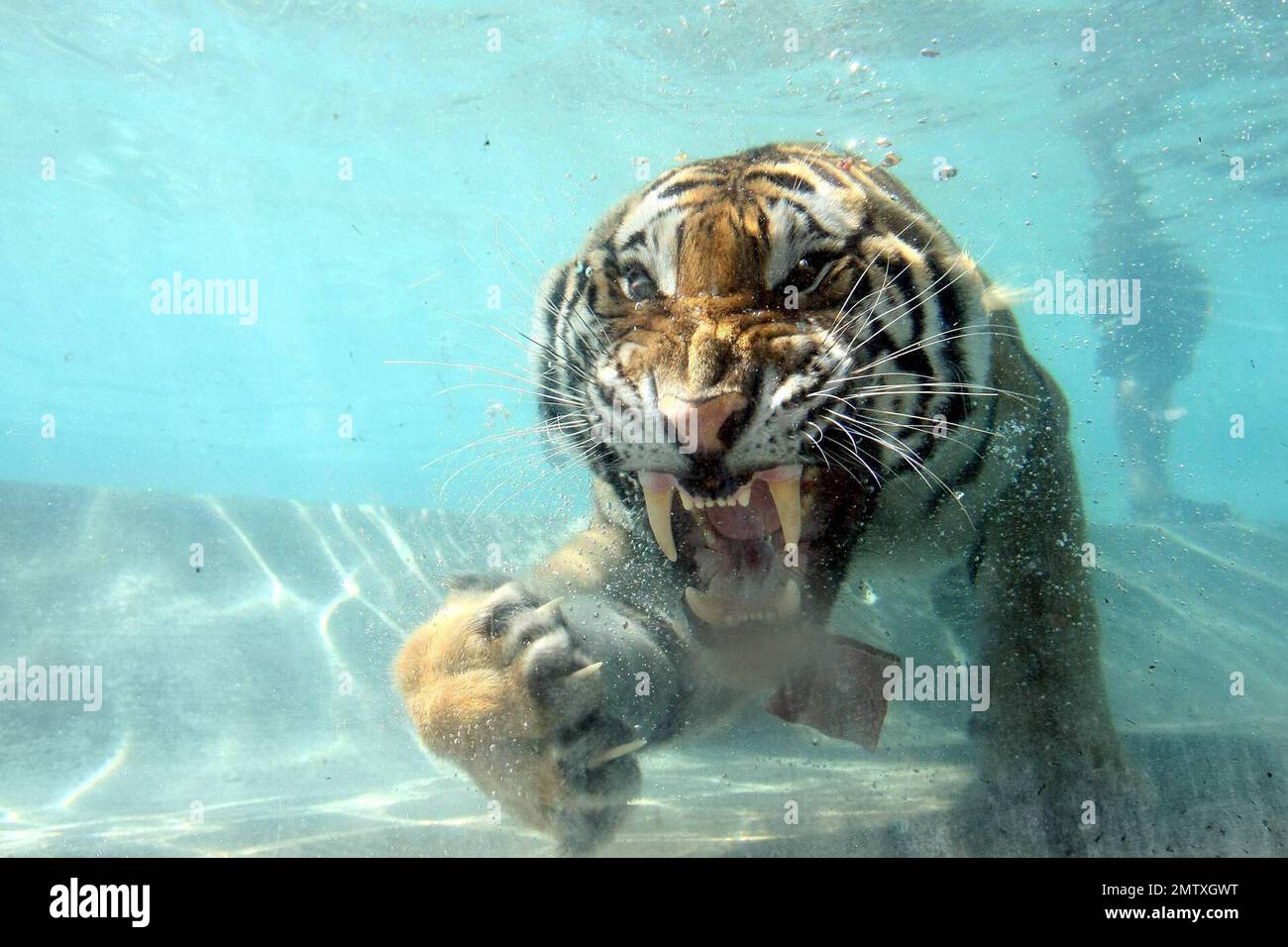 Exclusive!! Most cats avoid bathtime but not these fearsome felines ...