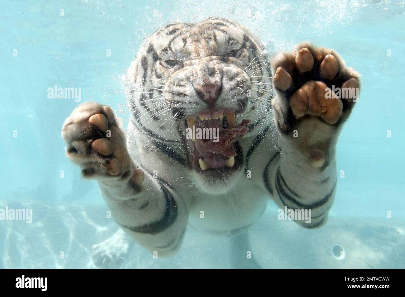 Exclusive!! Most cats avoid bathtime but not these fearsome felines ...