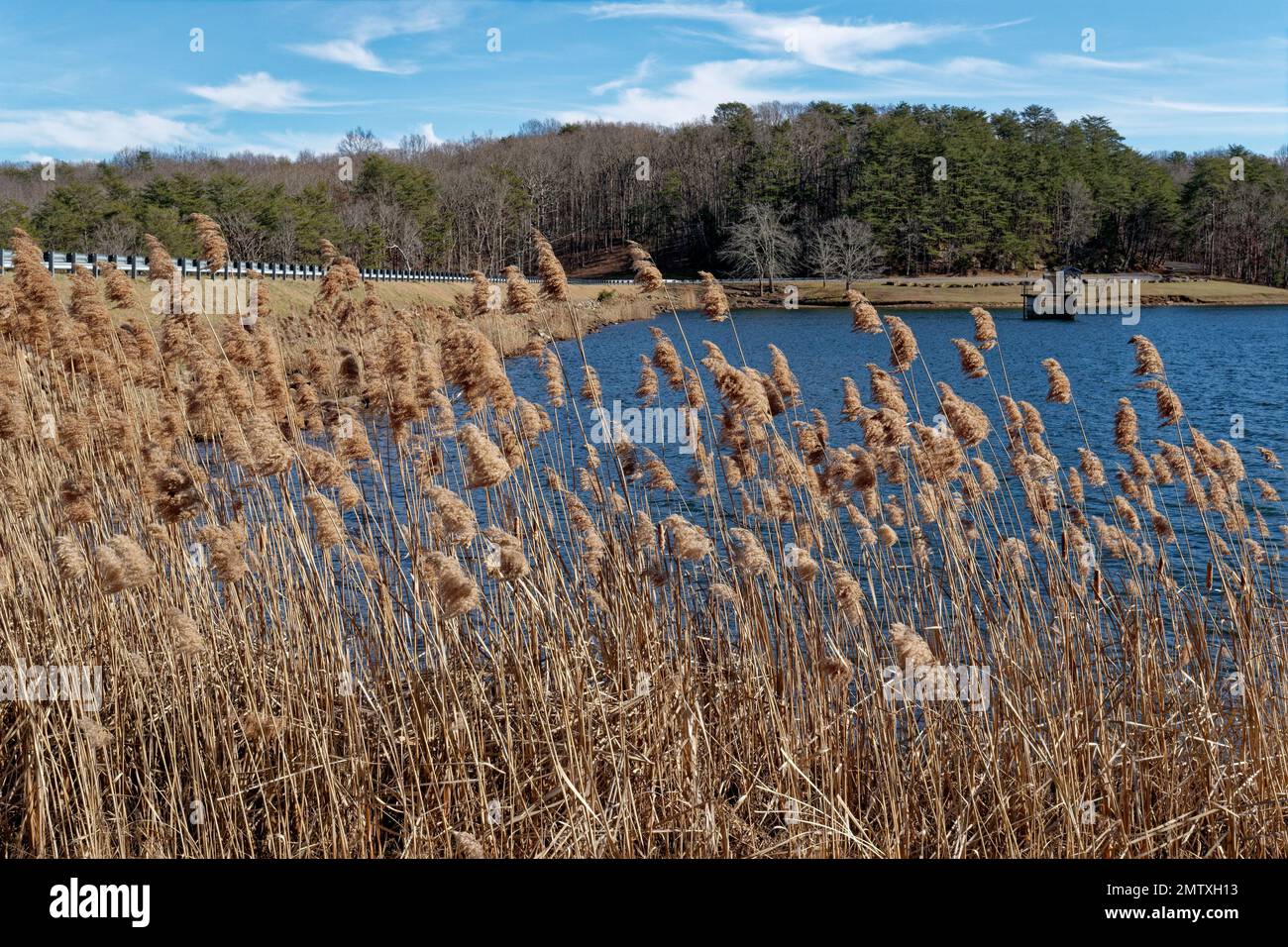 Glyceria maxima also know as great manna grass or reed sweet grass ...