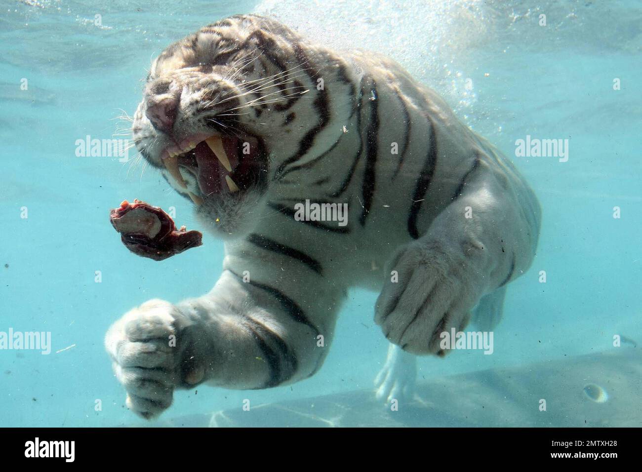 Exclusive!! Most cats avoid bathtime but not these fearsome felines ...