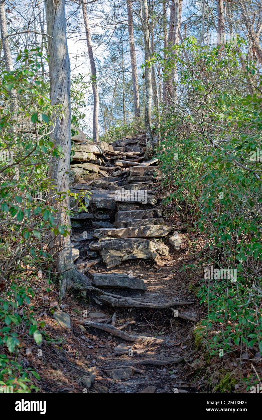A rough trail of rocks boulders and exposed tree roots staggered going ...
