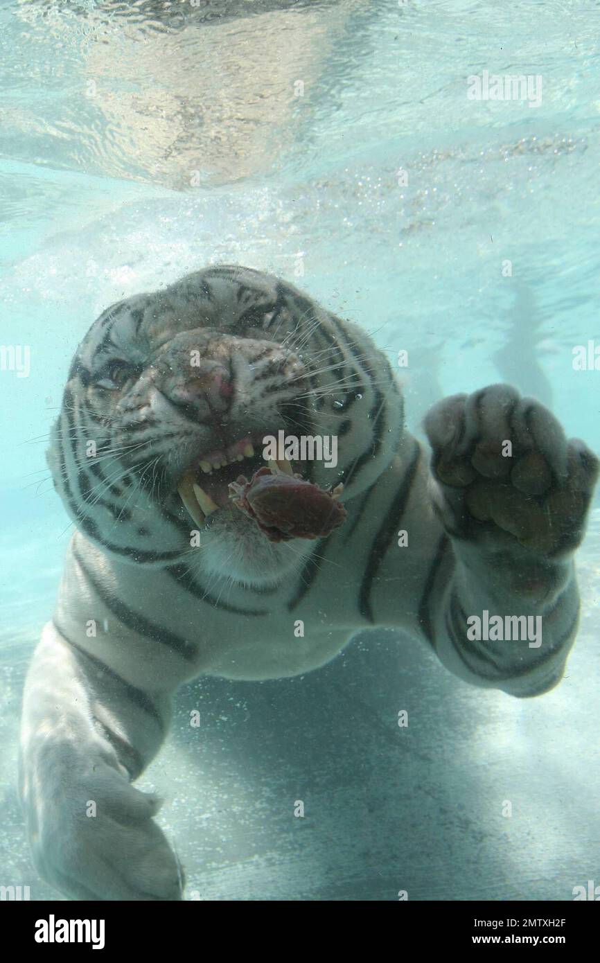 Exclusive!! Most cats avoid bathtime but not these fearsome felines ...