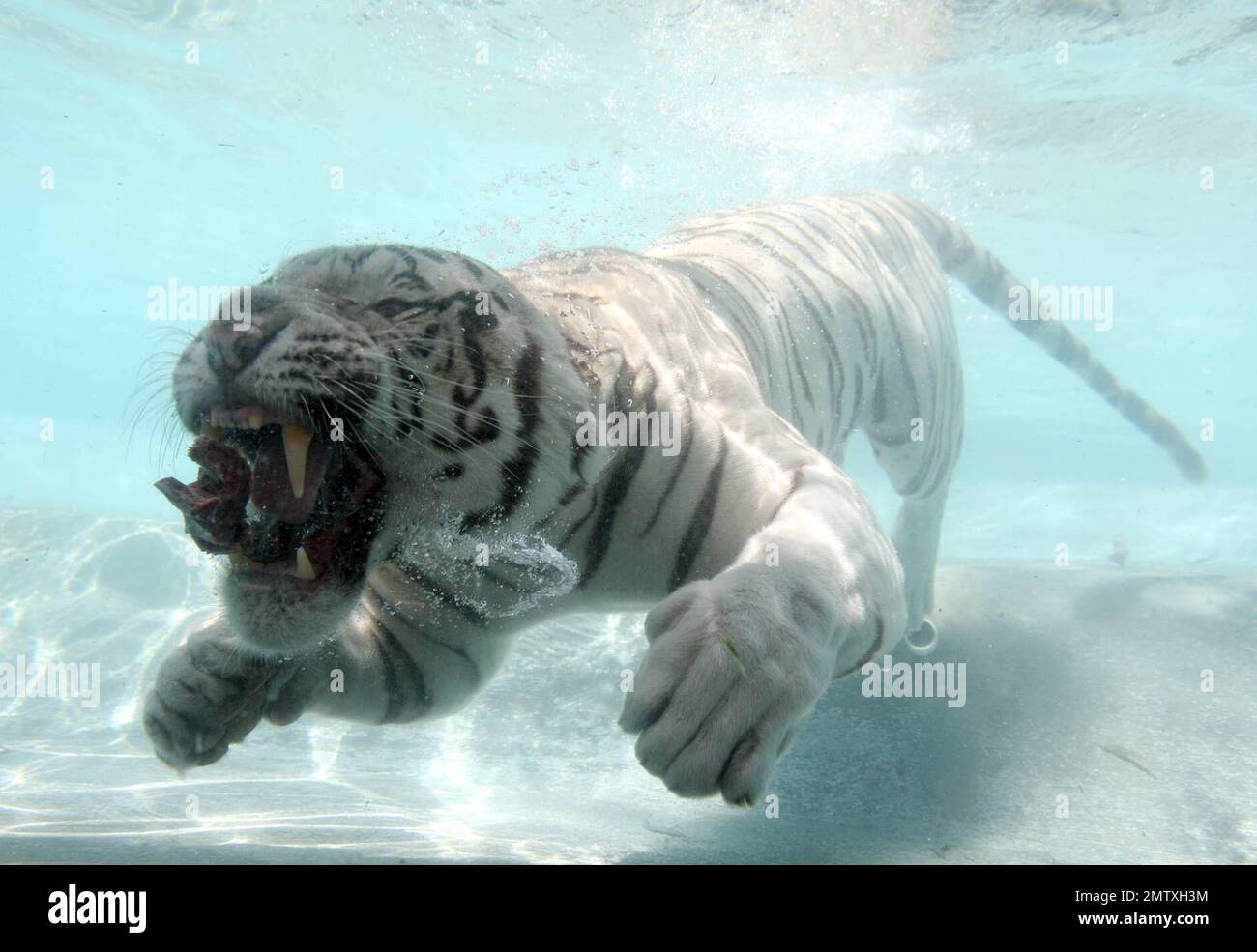 Exclusive!! Most cats avoid bathtime but not these fearsome felines ...