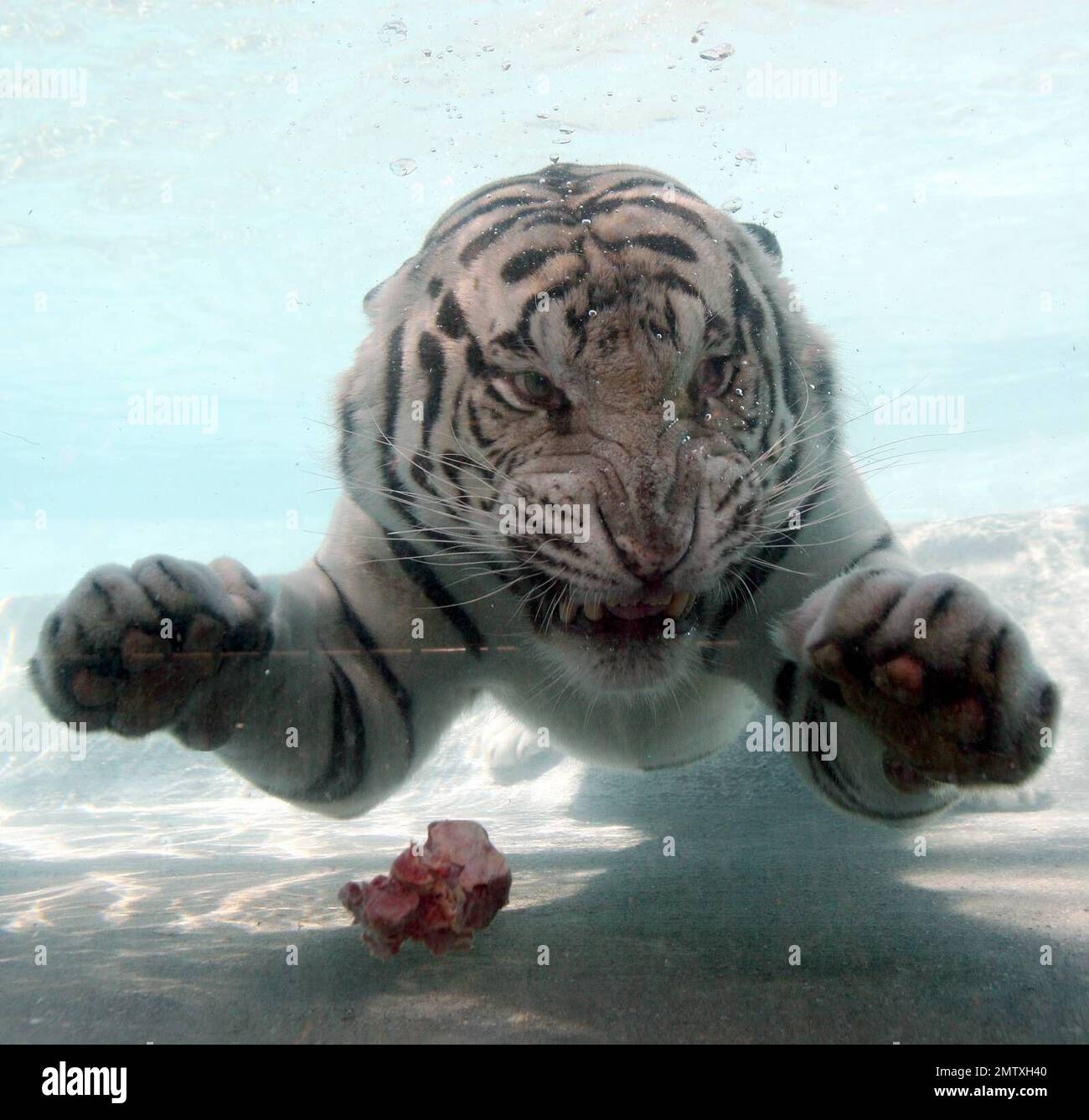 Exclusive!! Most cats avoid bathtime but not these fearsome felines ...