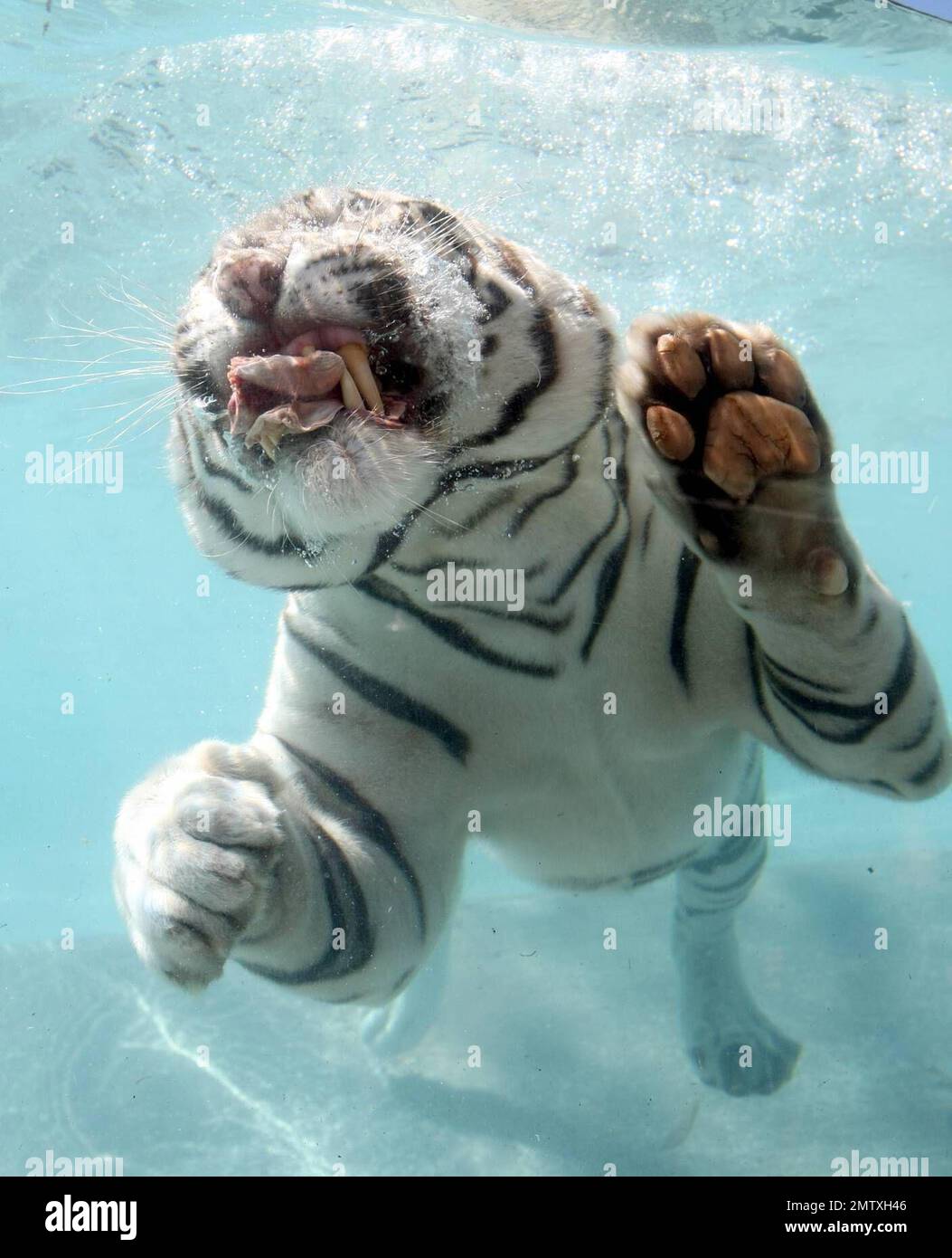 Exclusive!! Most cats avoid bathtime but not these fearsome felines ...