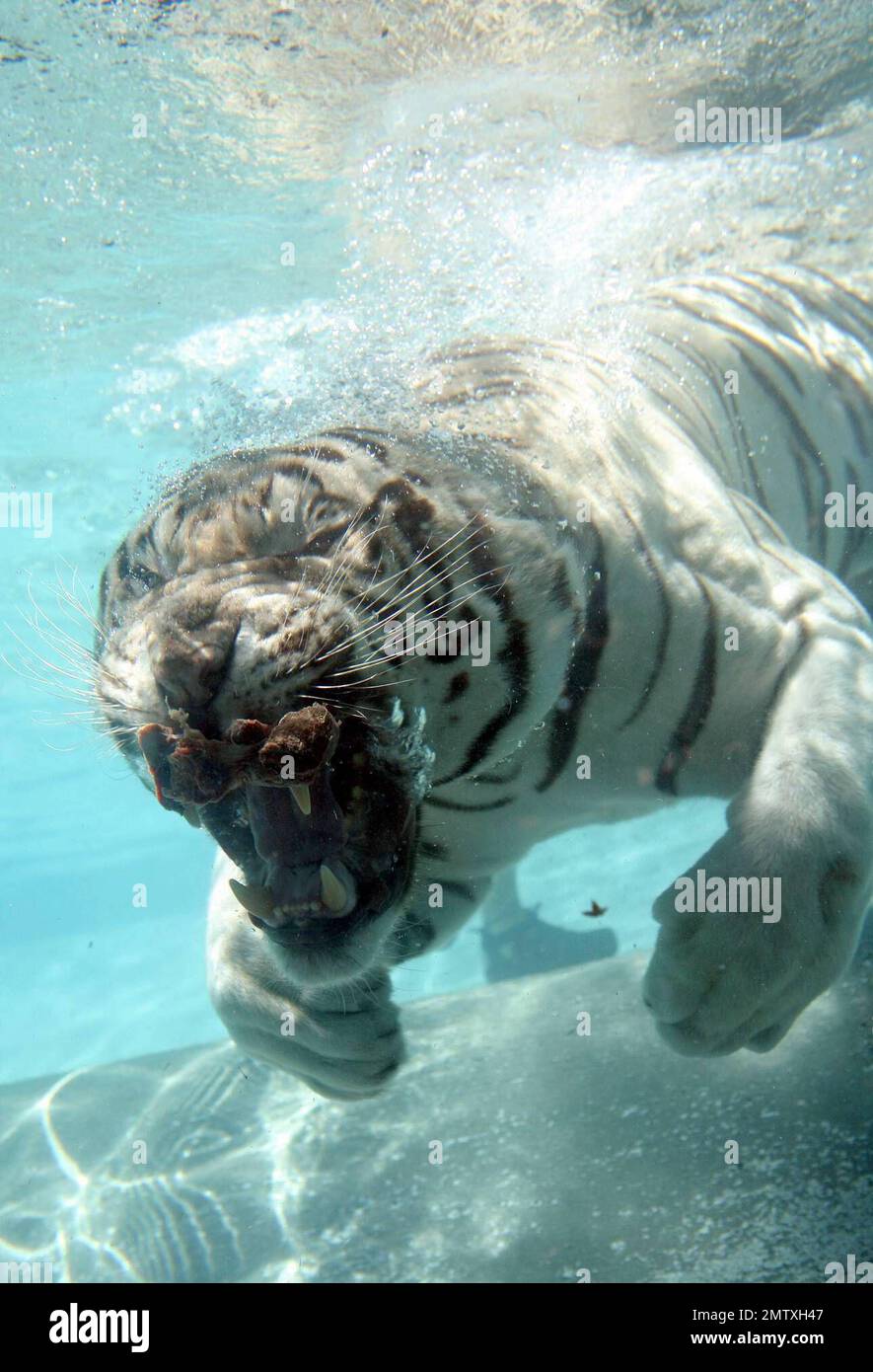 Exclusive!! Most cats avoid bathtime but not these fearsome felines ...