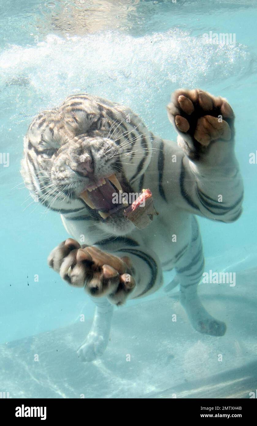 Exclusive!! Most cats avoid bathtime but not these fearsome felines ...