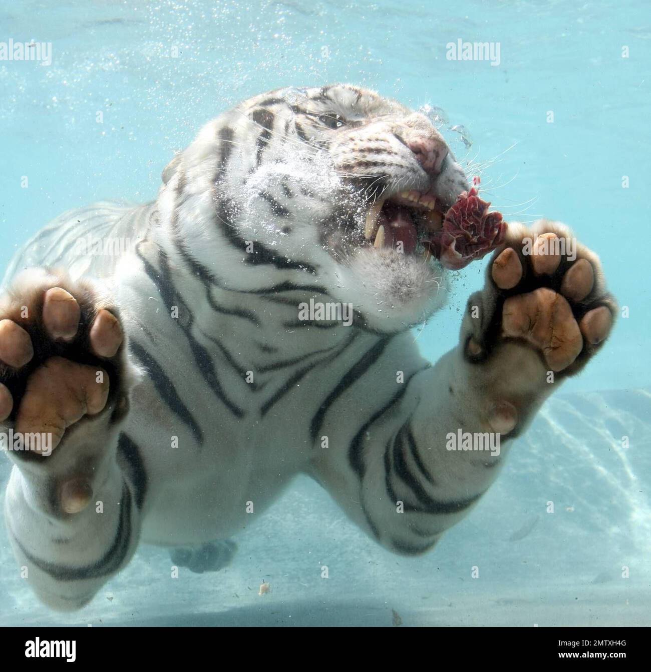 Exclusive!! Most cats avoid bathtime but not these fearsome felines ...