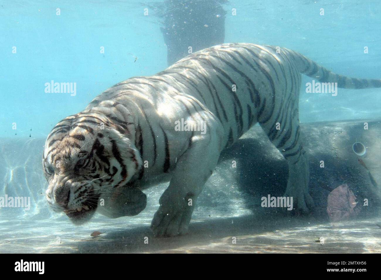 Exclusive!! Most cats avoid bathtime but not these fearsome felines ...