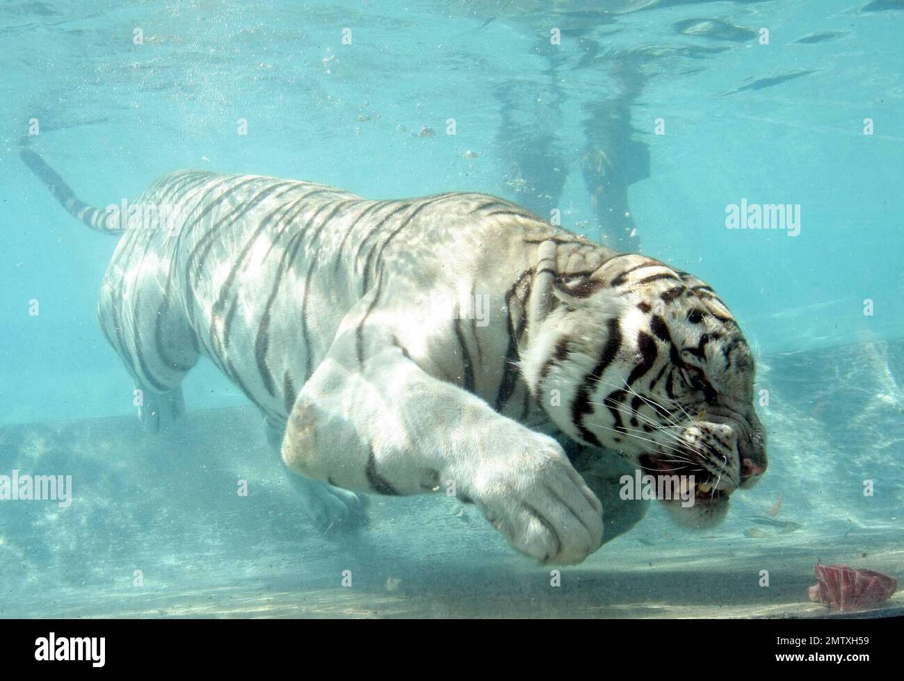 Exclusive!! Most cats avoid bathtime but not these fearsome felines ...