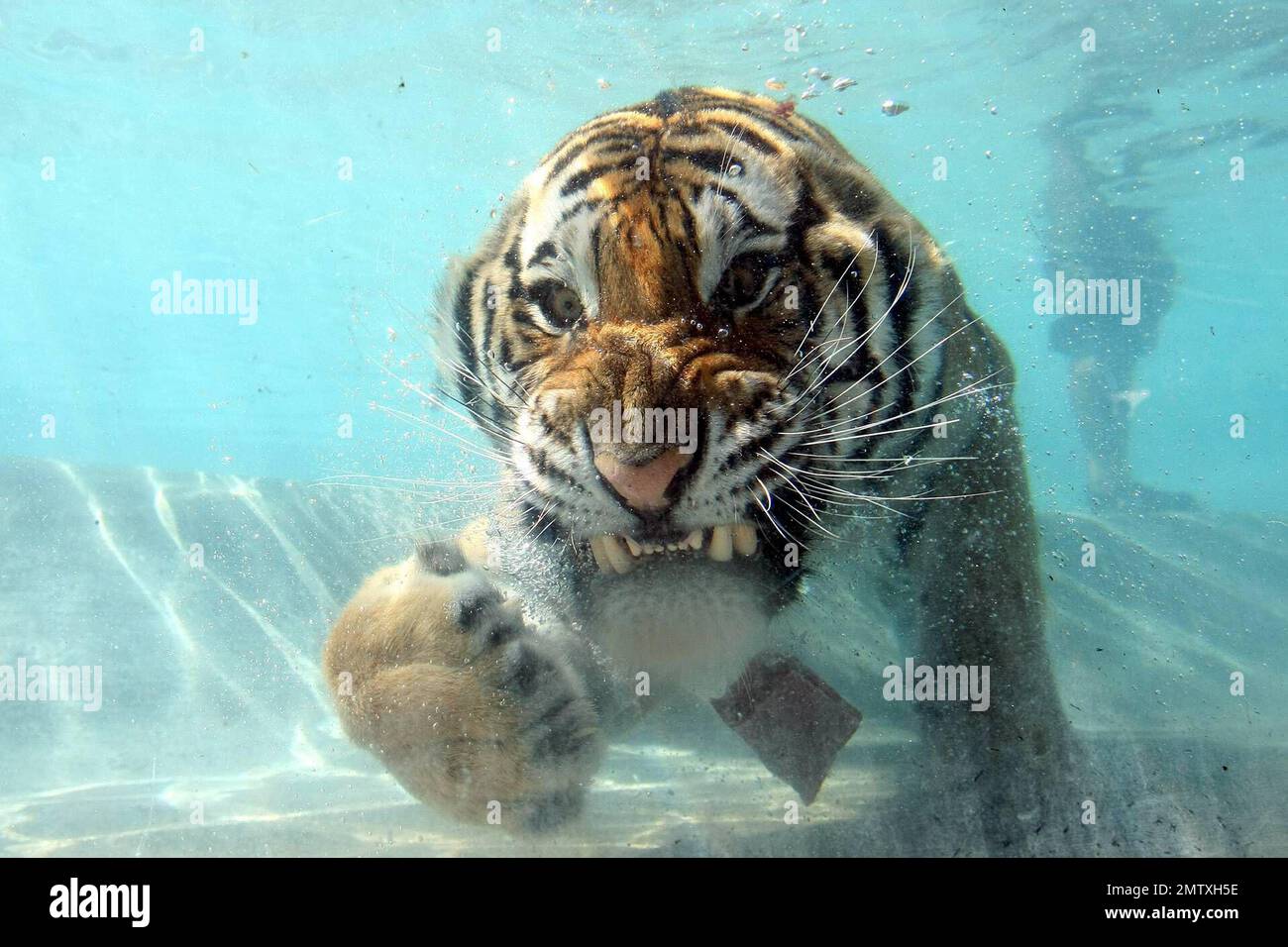 Exclusive!! Most cats avoid bathtime but not these fearsome felines ...