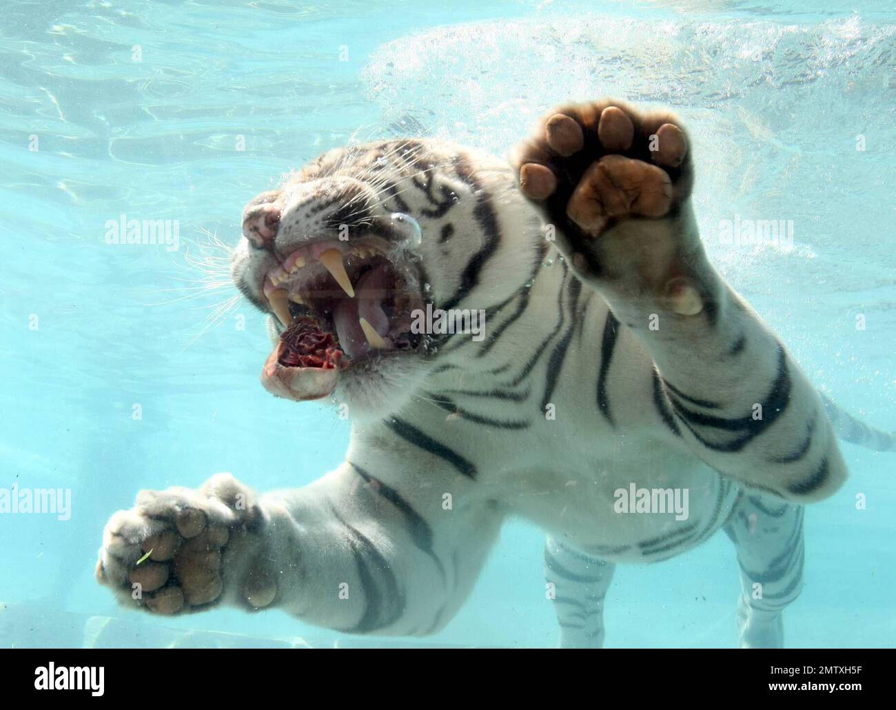 Exclusive!! Most cats avoid bathtime but not these fearsome felines ...