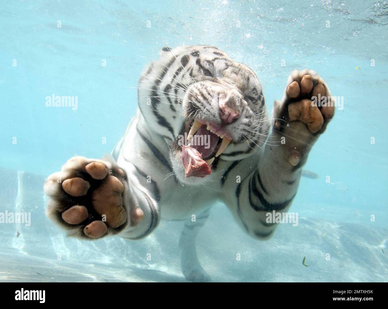 Exclusive!! Most cats avoid bathtime but not these fearsome felines ...