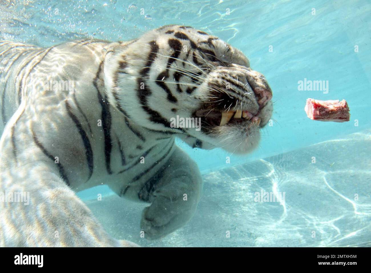 Exclusive!! Most cats avoid bathtime but not these fearsome felines ...