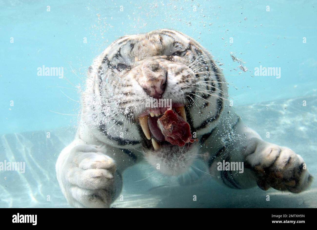 Exclusive!! Most cats avoid bathtime but not these fearsome felines ...