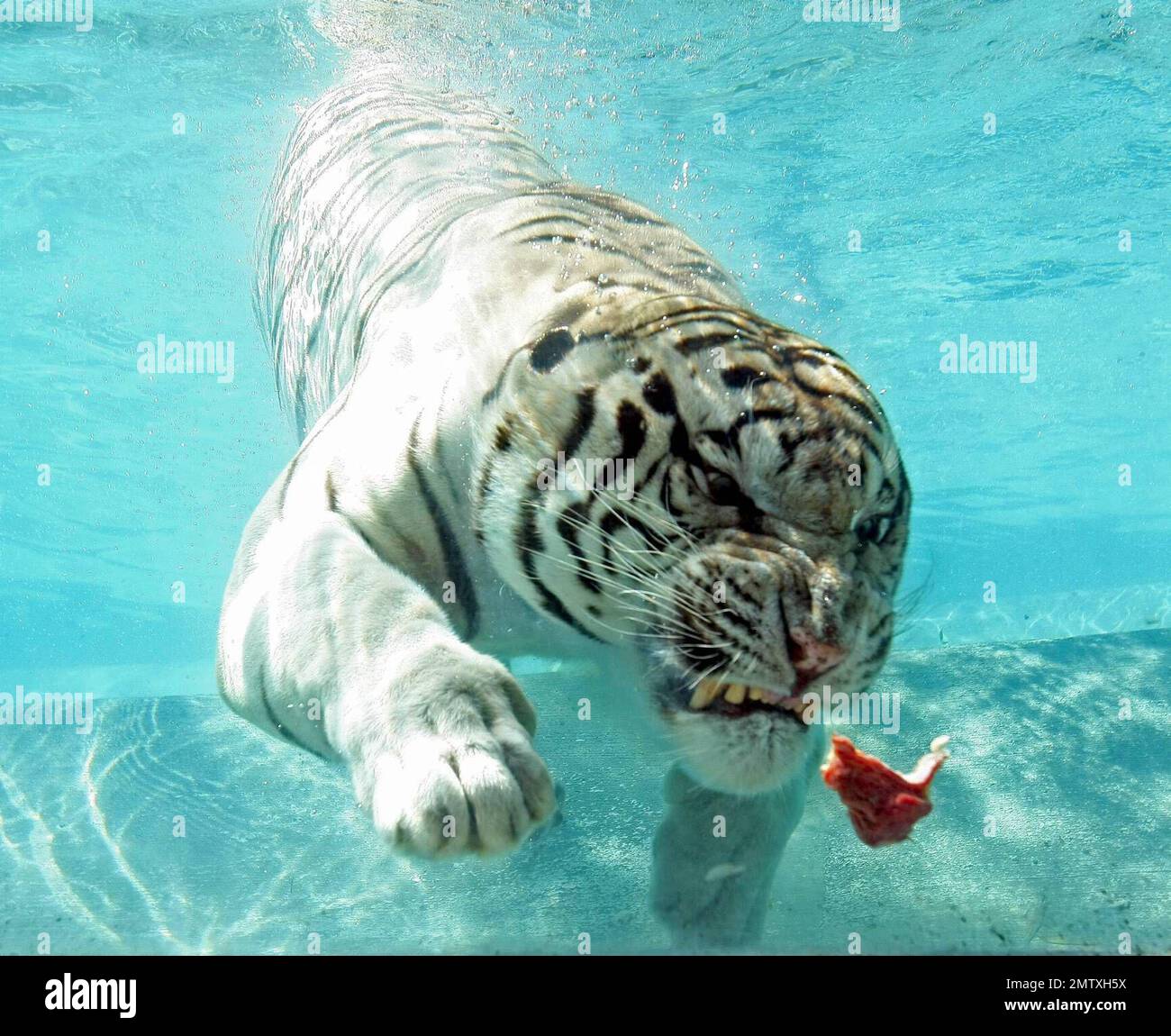 Exclusive!! Most cats avoid bathtime but not these fearsome felines ...