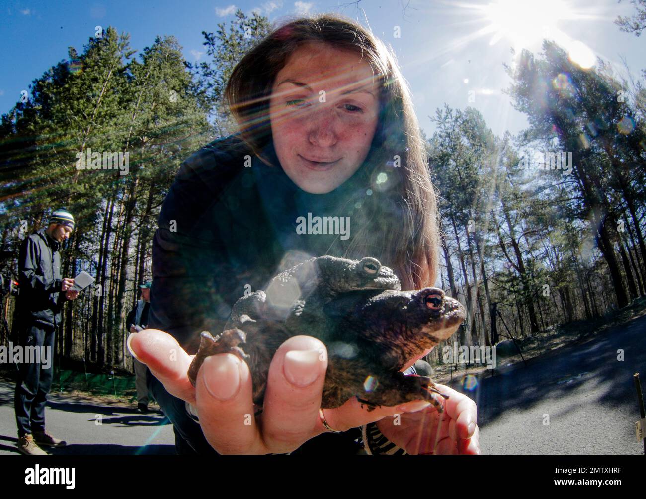 A volunteer takes paring toads to carry them across the road in a ...