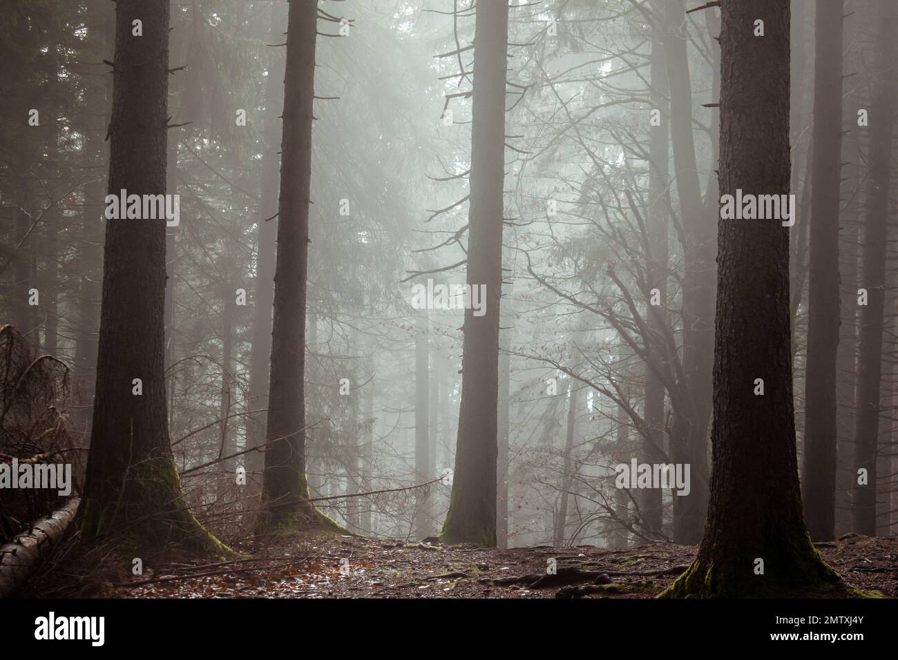 Misty landscape fir forest hi-res stock photography and images - Alamy