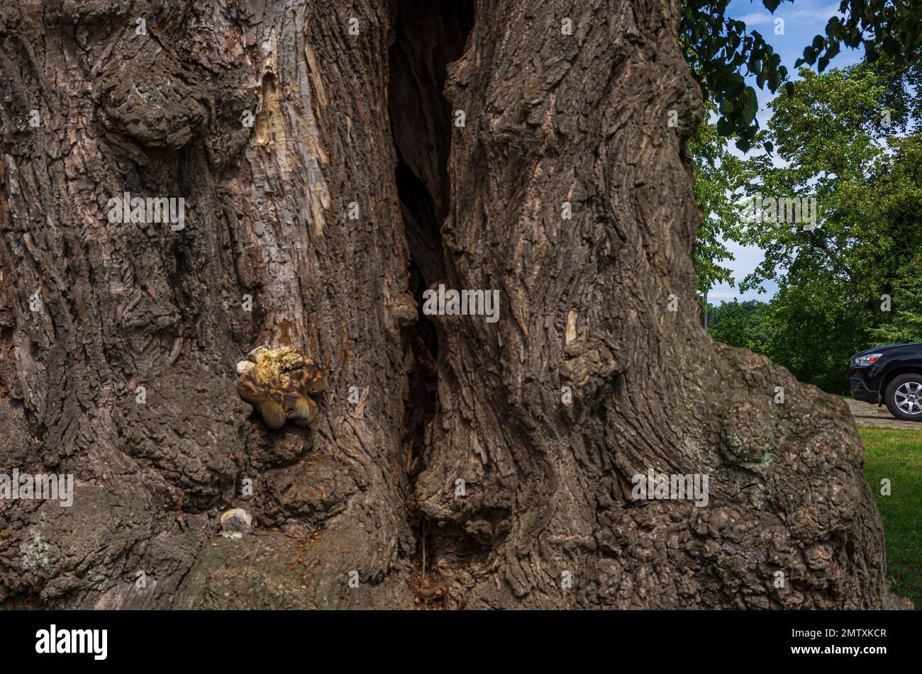 Mighty old linden tree with split trunk and gnarled bark Stock Photo ...