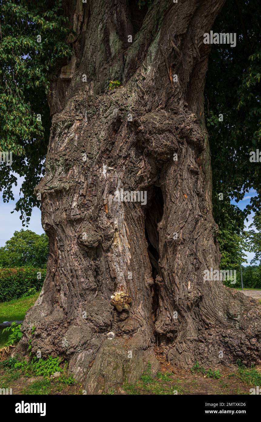 Mighty old linden tree with split trunk and gnarled bark Stock Photo ...
