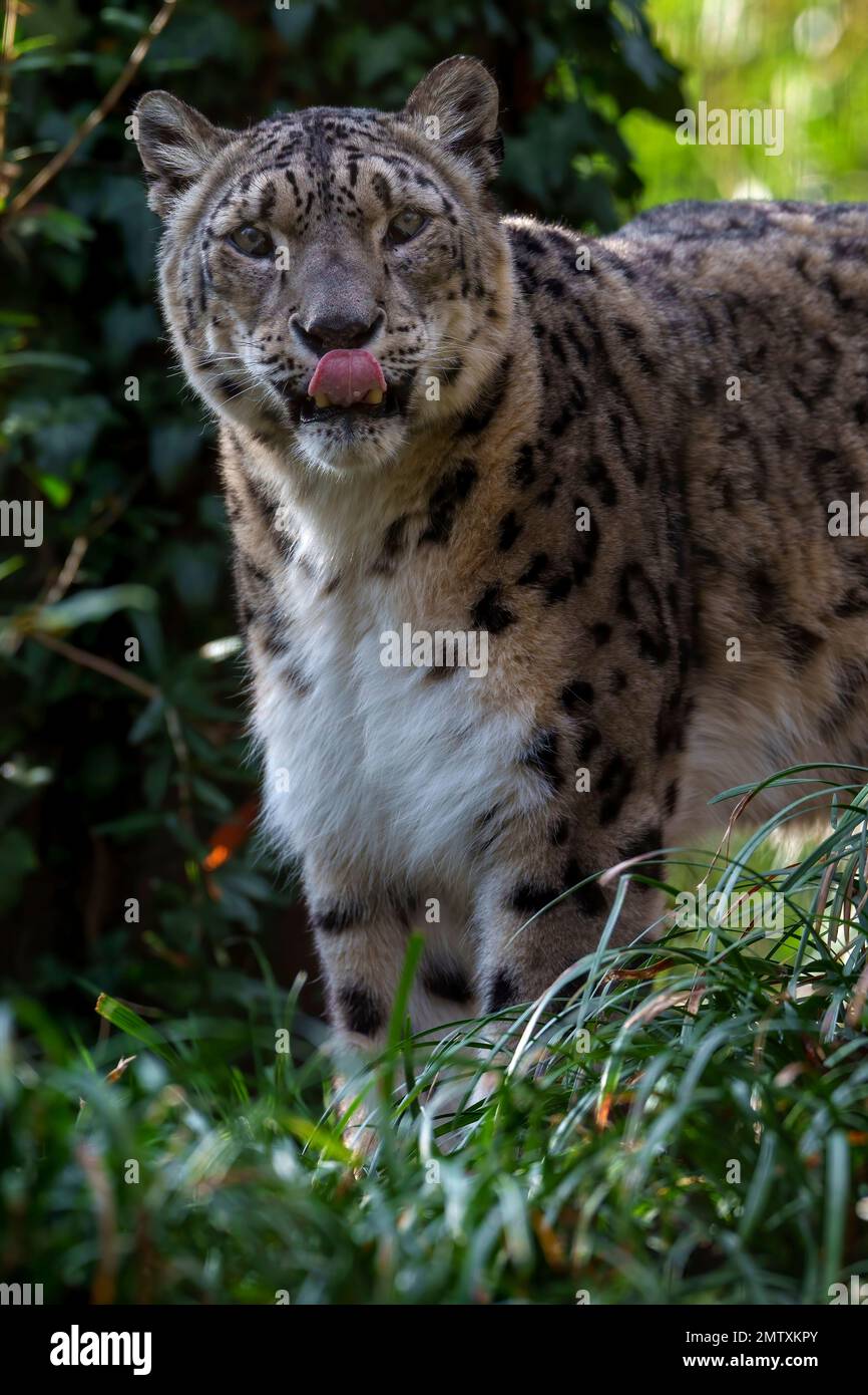 Snow leopard - Panthera Uncia - Central Park Zoo, New York Stock Photo ...