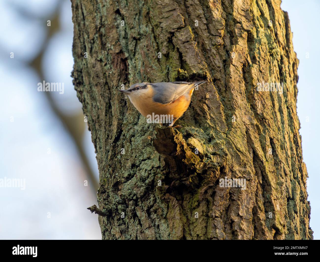 South england nuthatch hi-res stock photography and images - Alamy