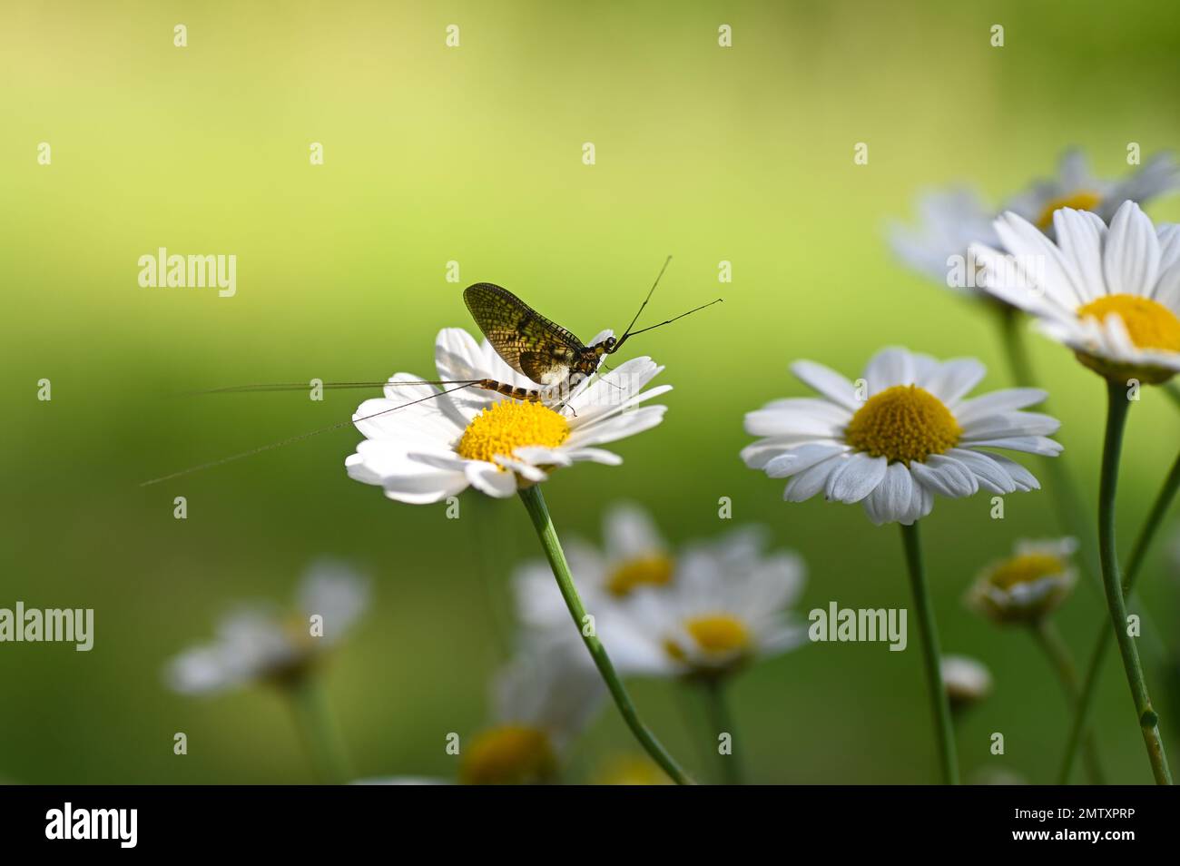 Mayfly ( Ephemeroptera ) on a white daisy in green nature with copy ...