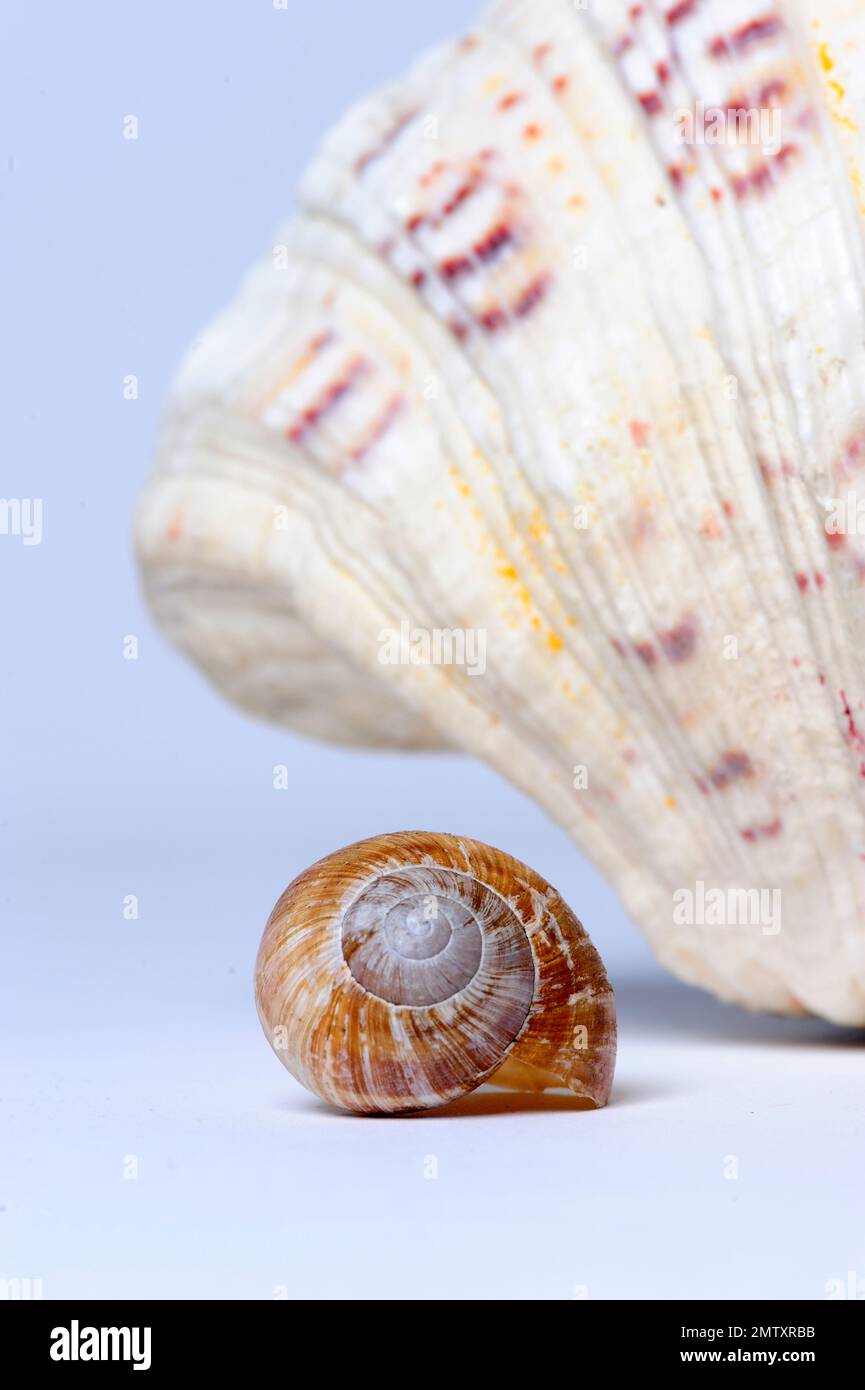 seashell, shell, structure, still life, beauty, art, concept, artwork ...