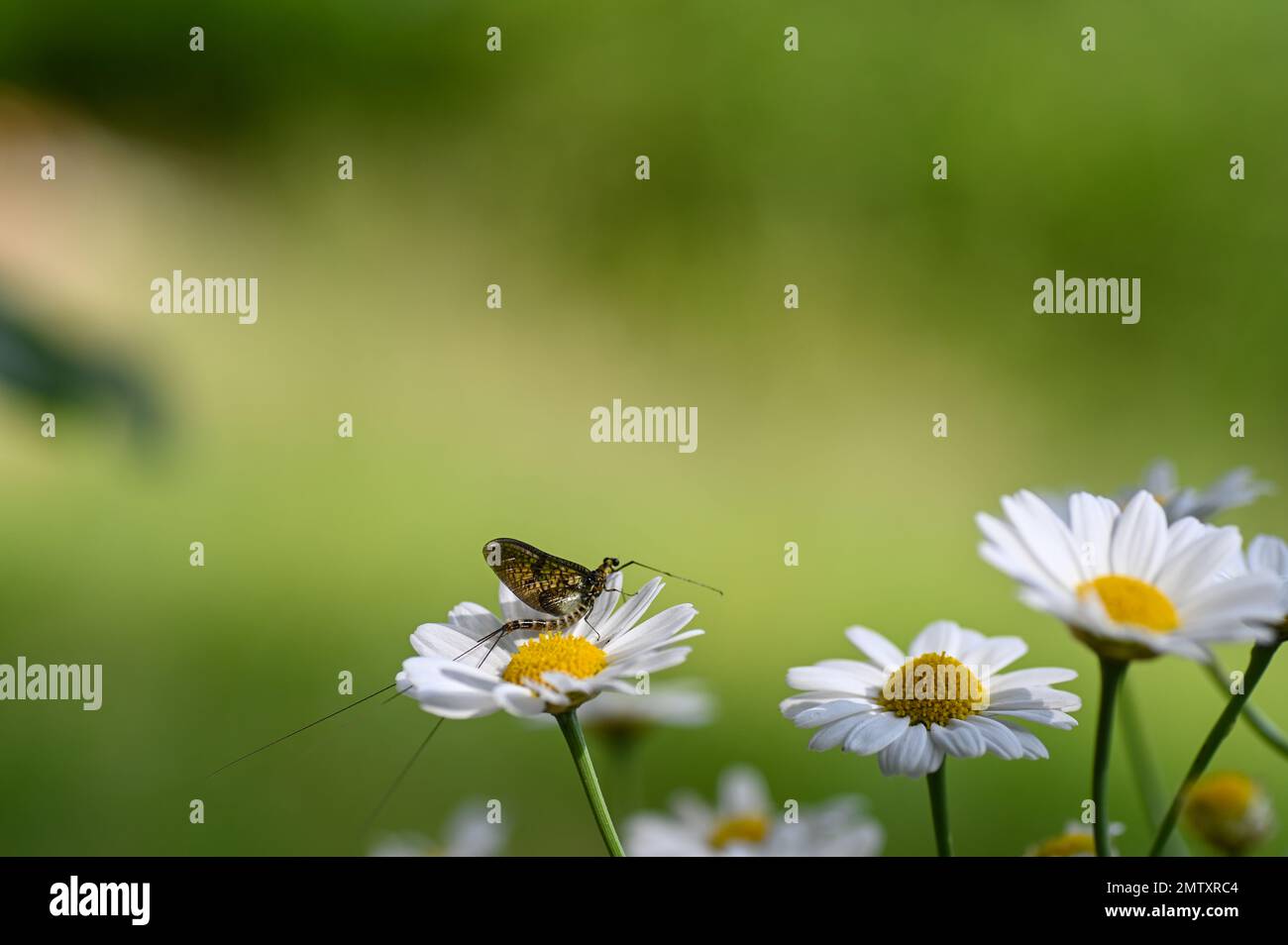 Mayfly ( Ephemeroptera ) on a white daisy in green nature with copy ...