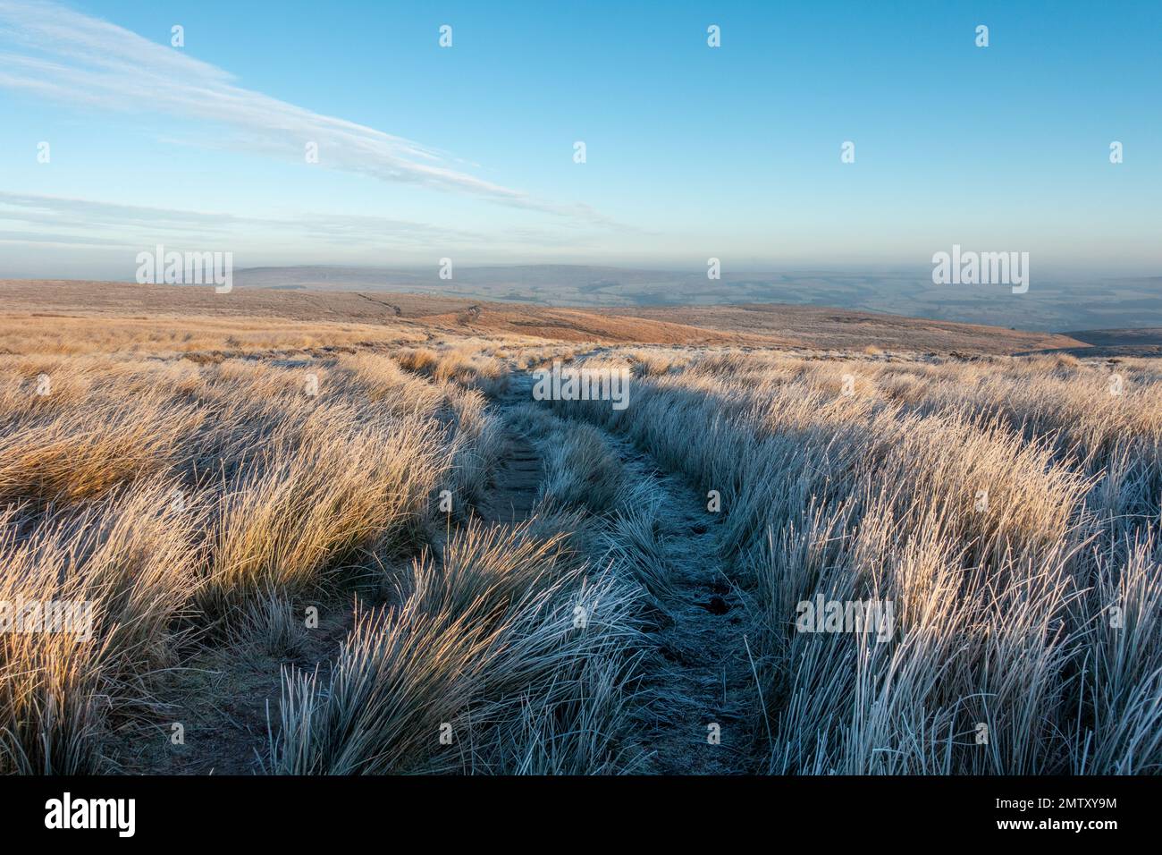 Long grass on moorland covered in frost either side of a path on a ...