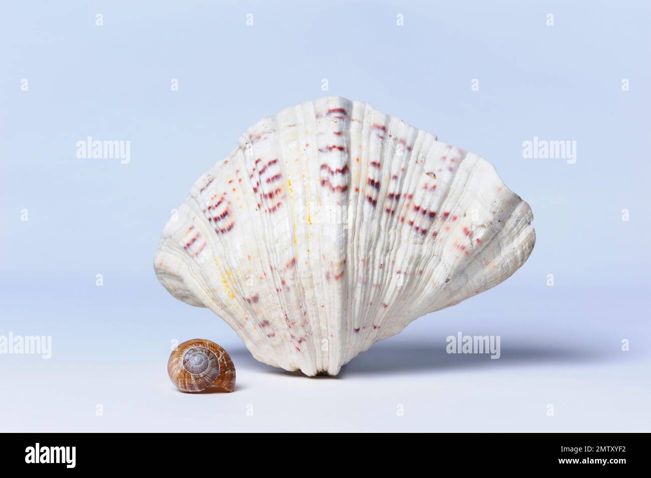 seashell, shell, structure, still life, beauty, art, concept, artwork ...