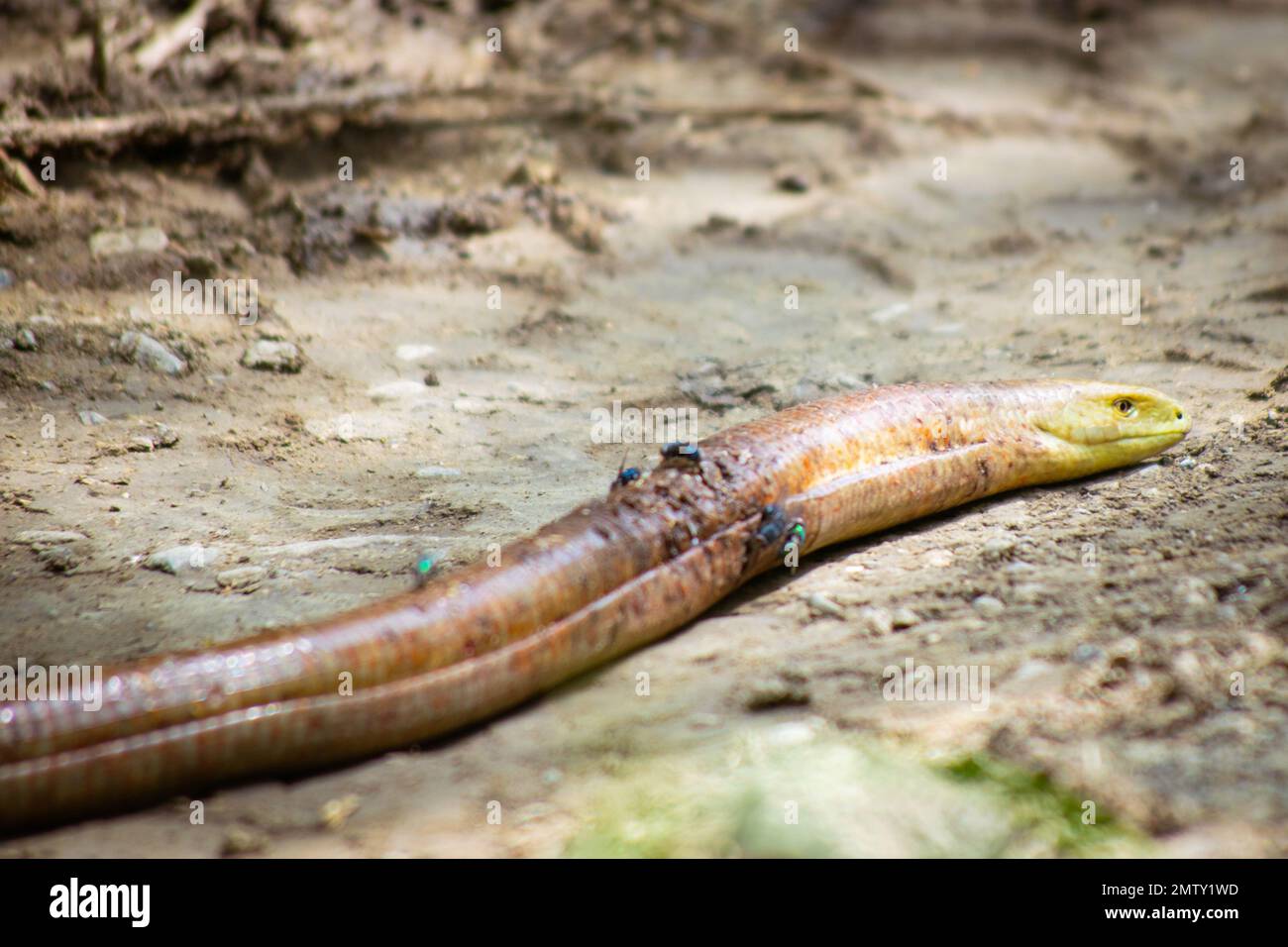 Lizard creature hurt by passing car dyeing on road.VAshlovani national ...