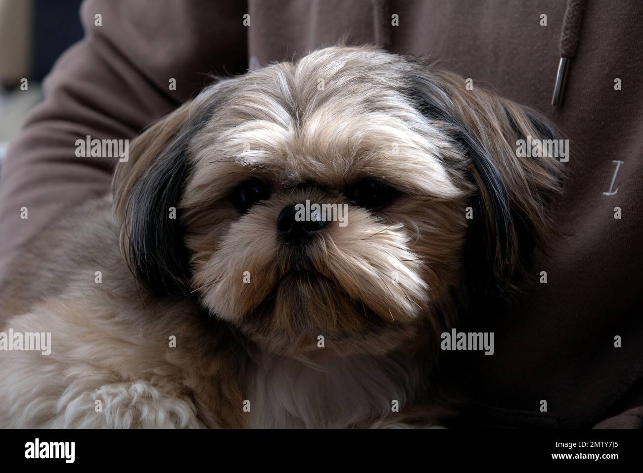 photo of a small breed of dog sitting on a man's arm close-up Stock ...