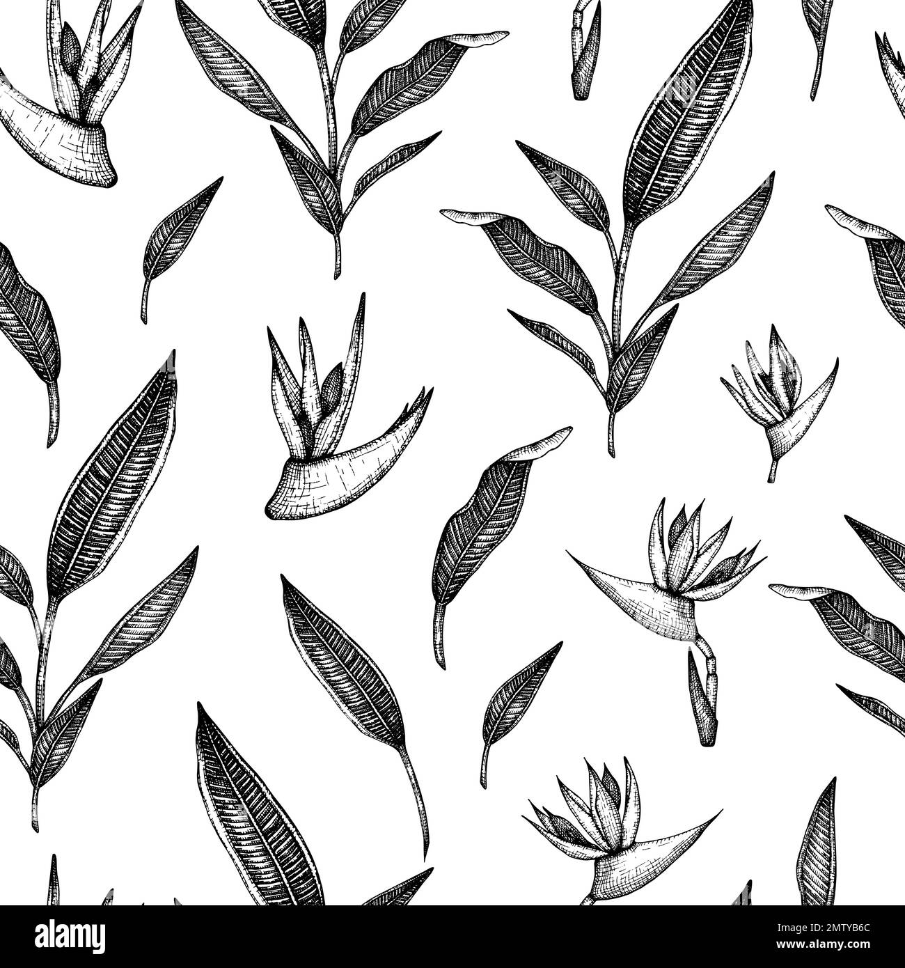 Graphic bird paradise tropical Black and White Stock Photos & Images ...