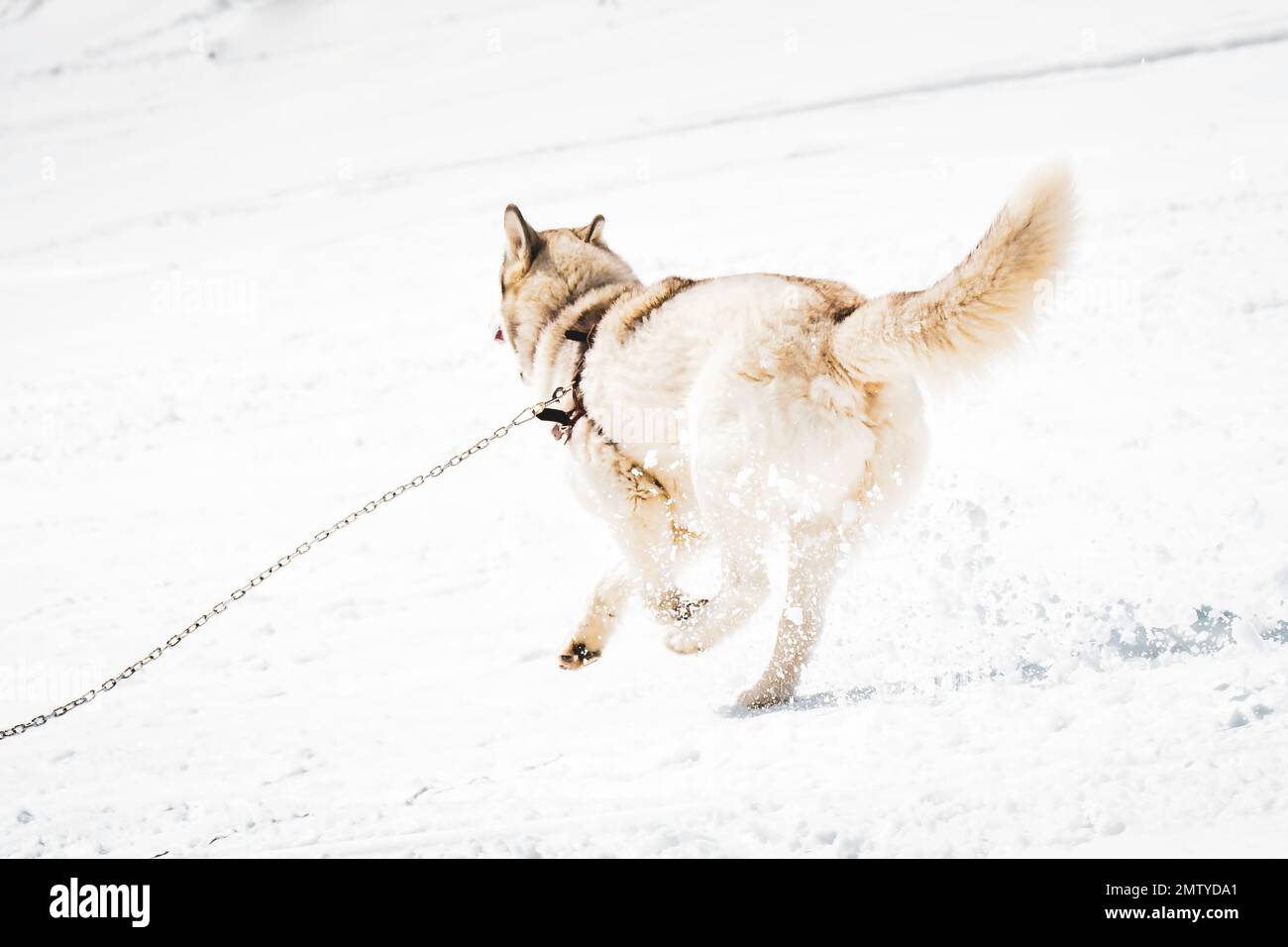 Husky dog run free way back view in winter snowy slopes in ski resort ...
