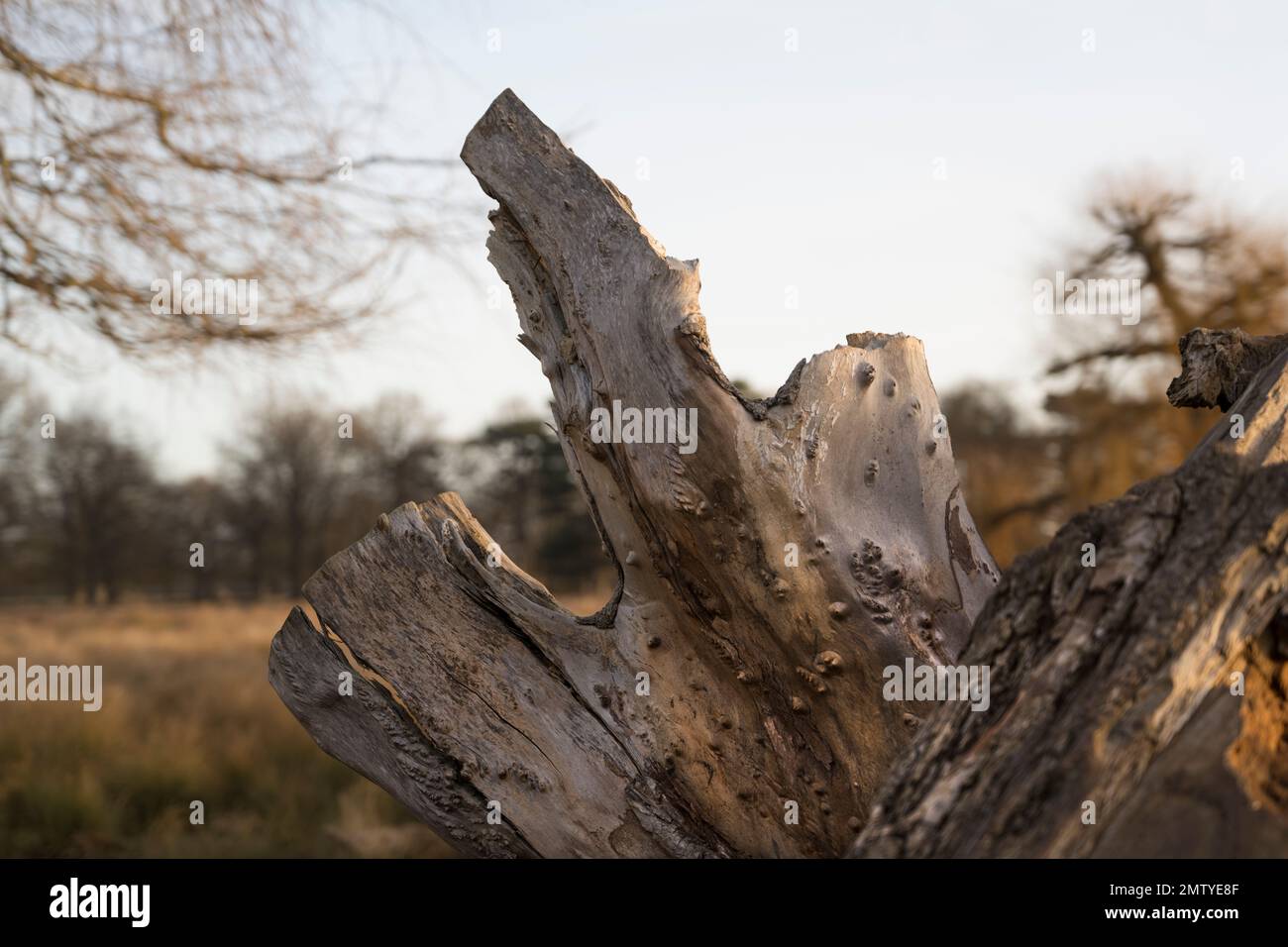 Rugged dead tree stump created by nature Stock Photo - Alamy