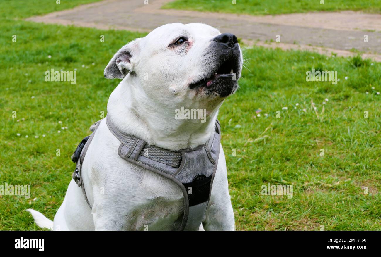 Smiley dog hi-res stock photography and images - Alamy