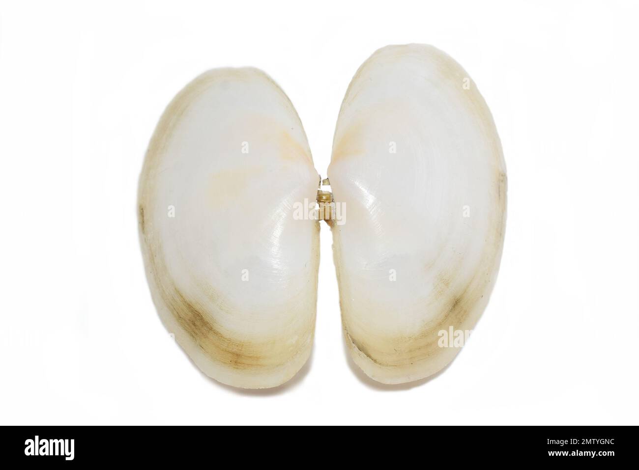 Marine bivalve shells hi-res stock photography and images - Alamy