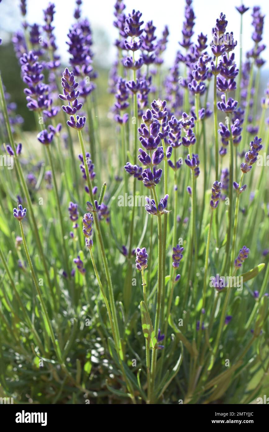 Lavandula angustifolia English lavender purple flowers Stock Photo - Alamy