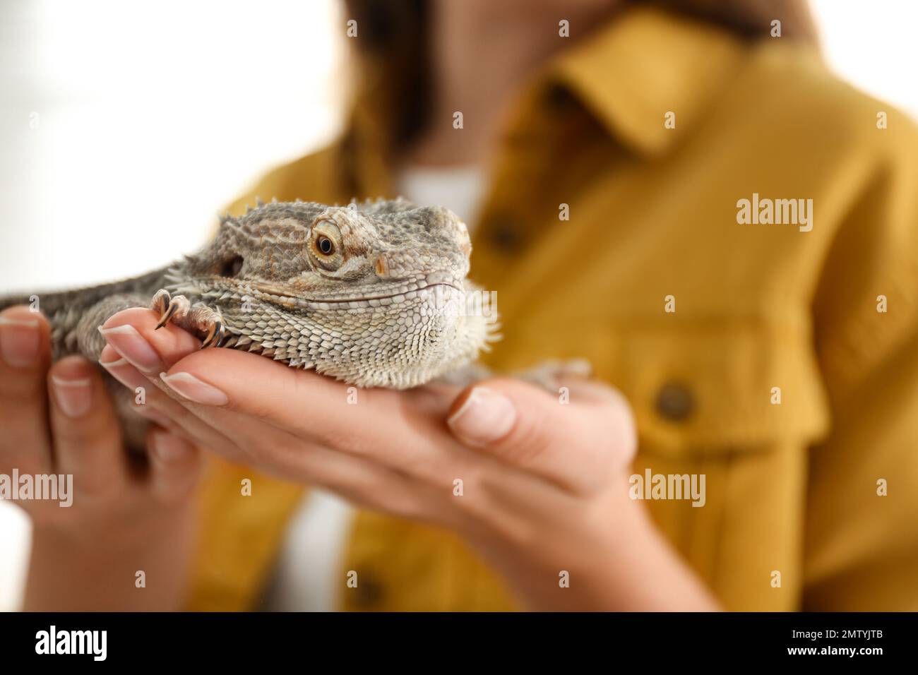Young woman with bearded lizard at home, closeup. Exotic pet Stock ...