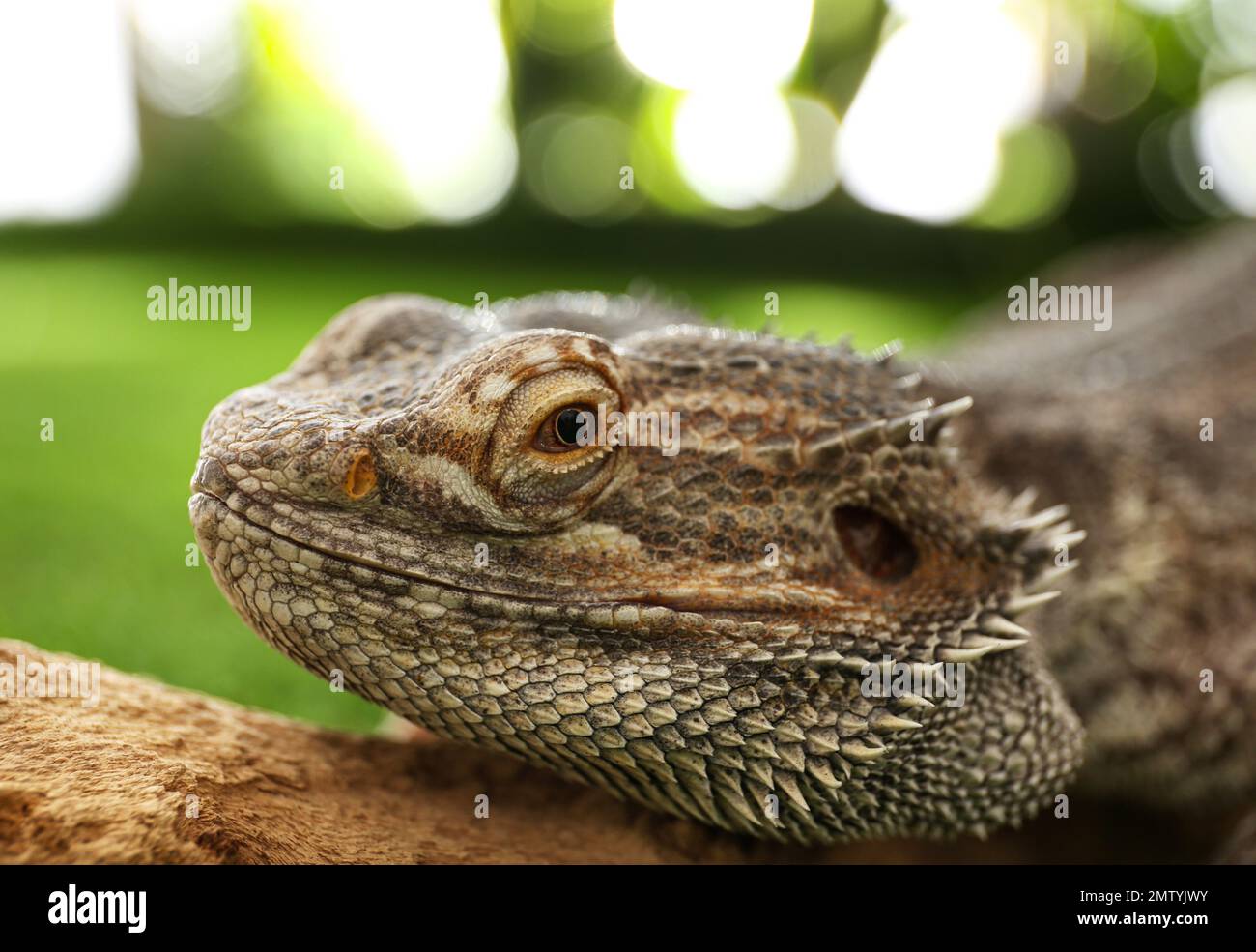 Bearded lizard (Pogona barbata) on tree branch, closeup. Exotic pet ...