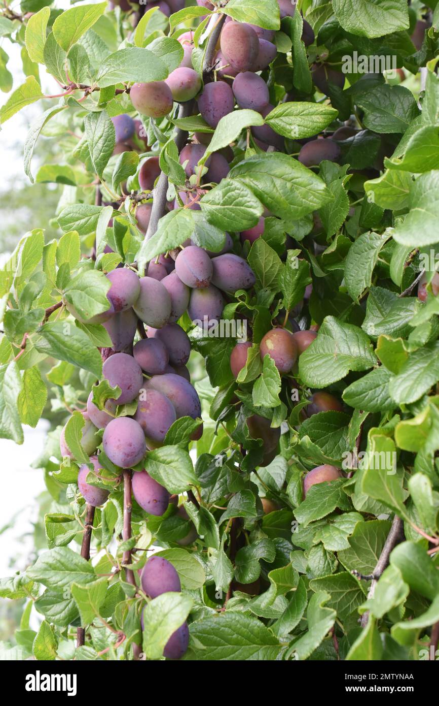 Plum tree autumn hi-res stock photography and images - Alamy
