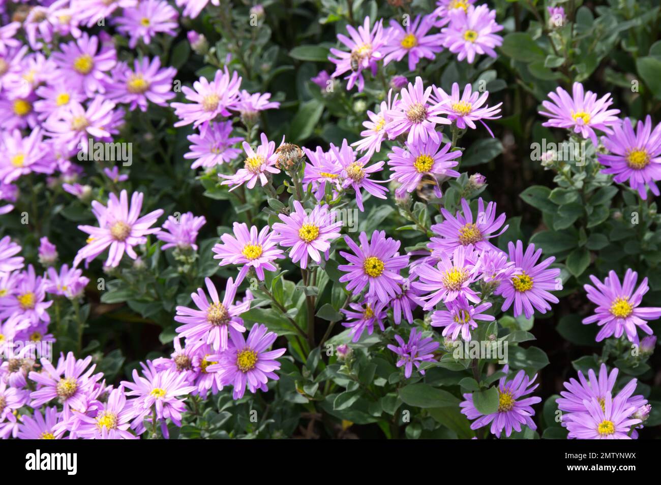 Pinkk daisy flowers of Aster amellus 'Rosa Erfullung' also known as ...