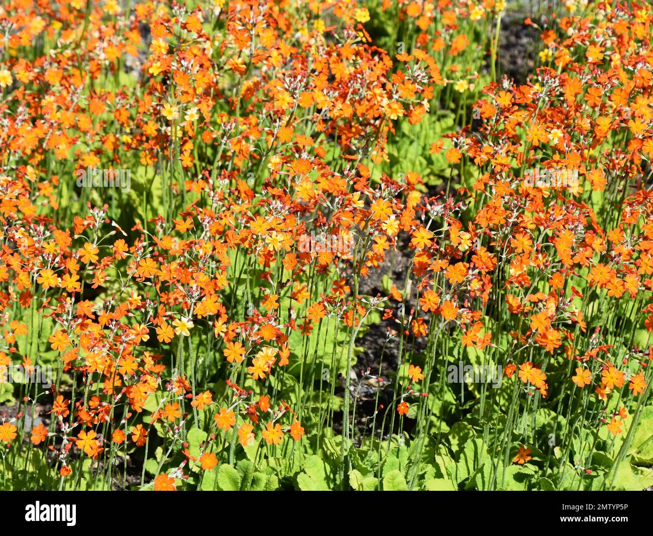 Big group orange coloured flowers Primula chungensis in a garden Stock ...